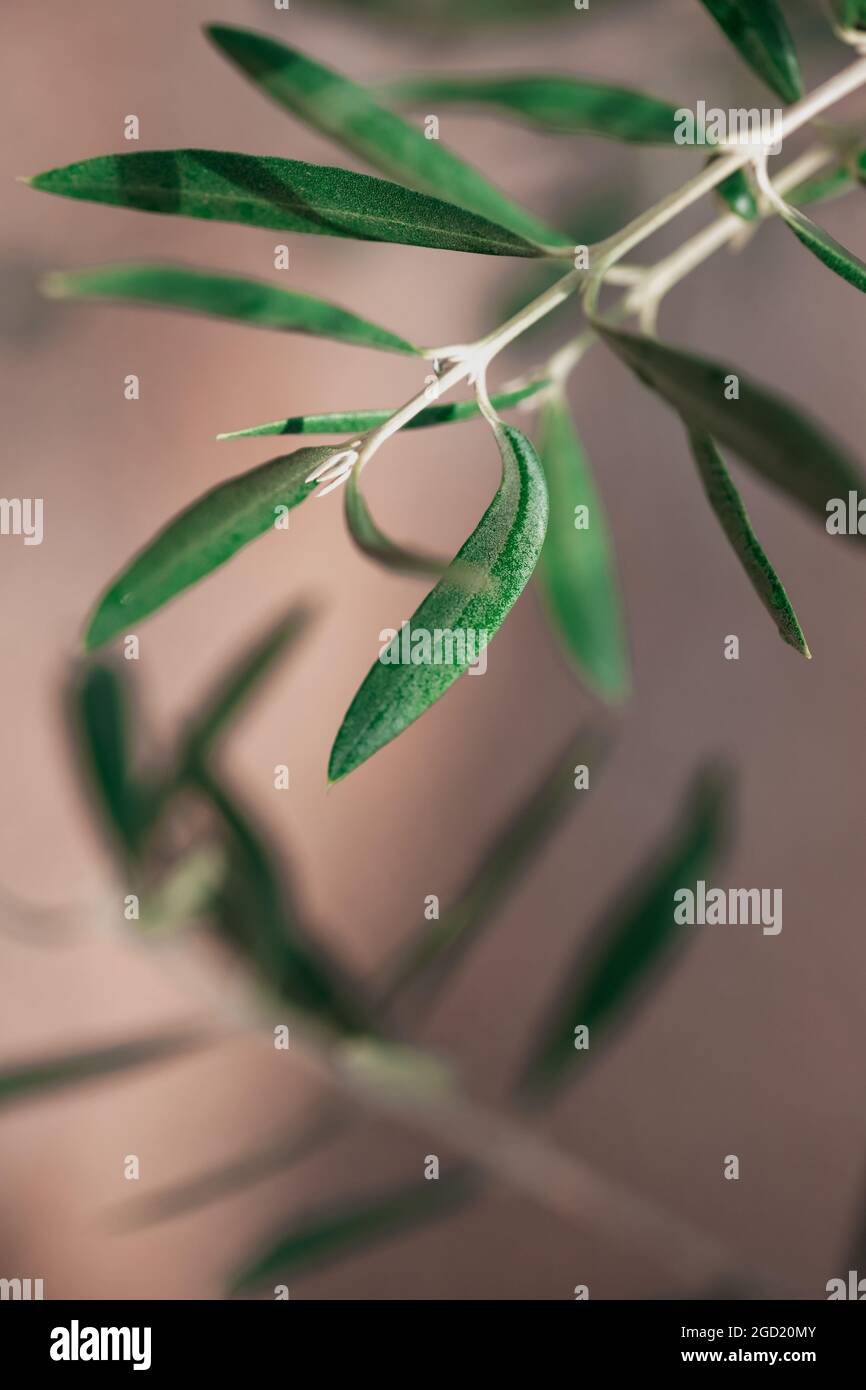 Olive tree green close hi-res stock photography and images - Alamy