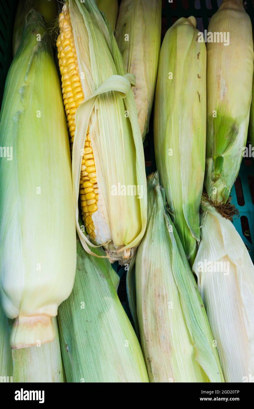 Sweetcorn hi-res stock photography and images - Alamy