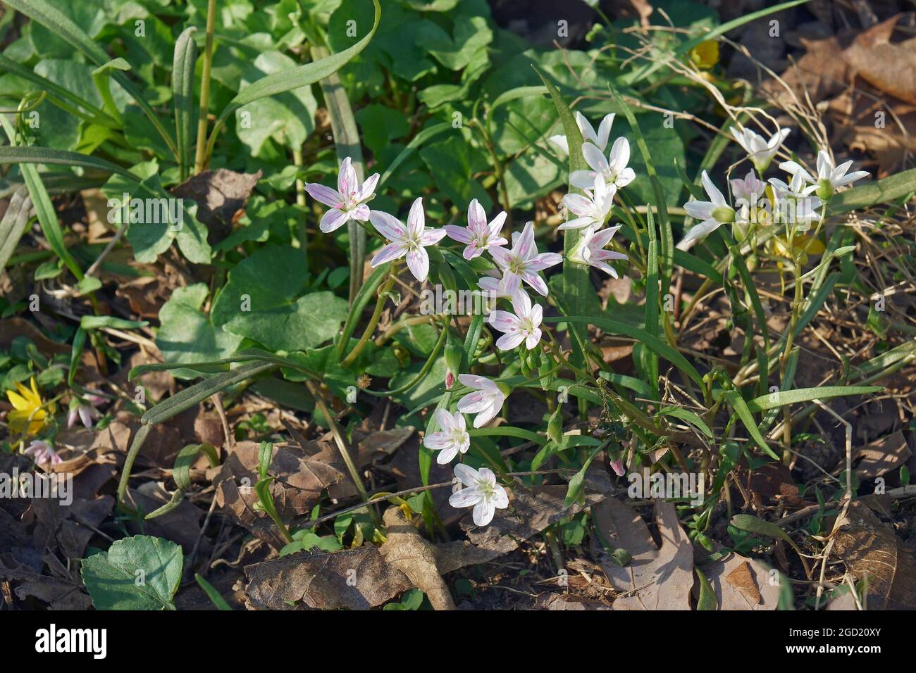 Virginia springbeauty (Cleytonia virginica). Called Eastern ...