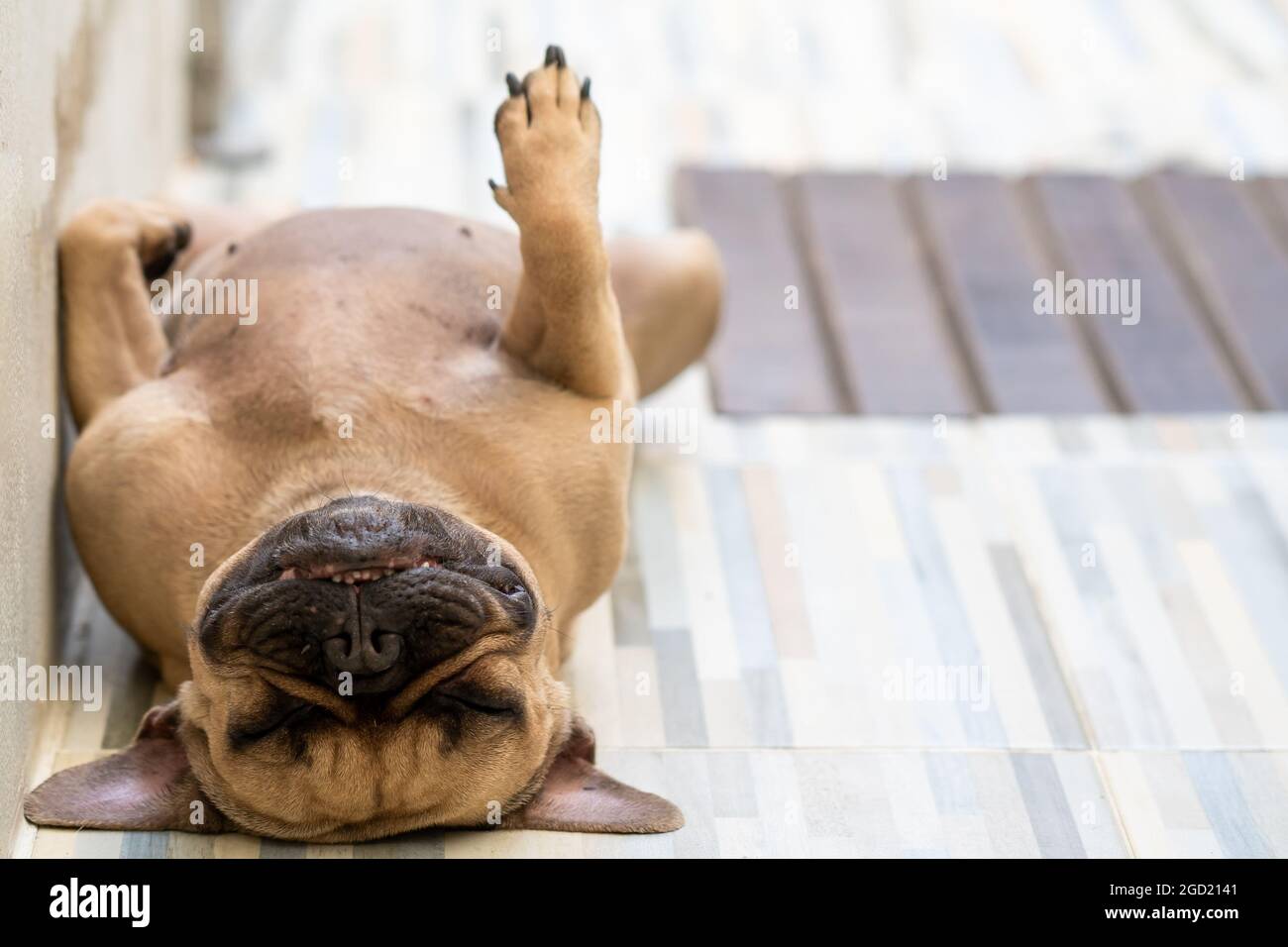 Cute white French bulldog lying on the floor on its back Stock Photo ...