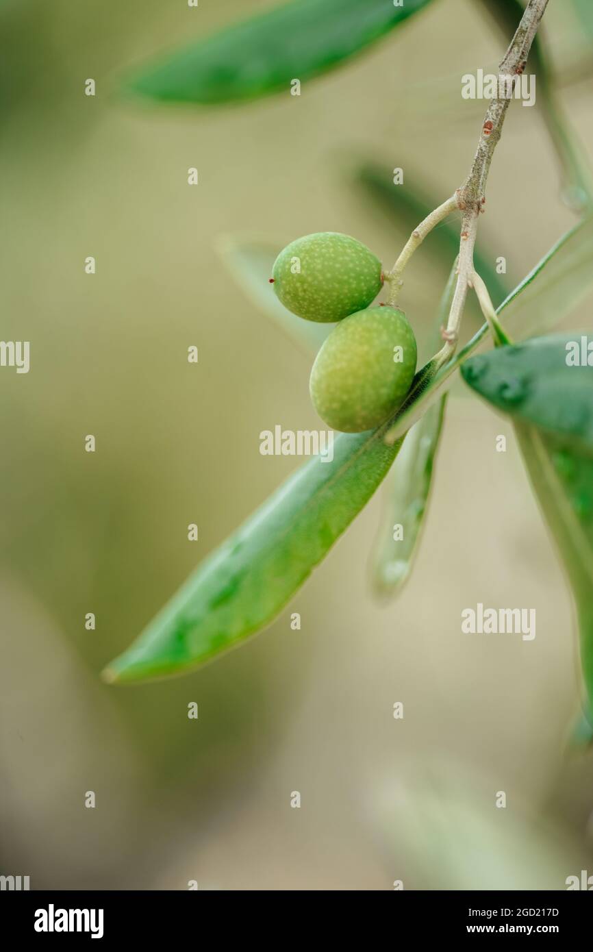 Close up shot of green olive fruits on an olive tree branch Stock Photo ...
