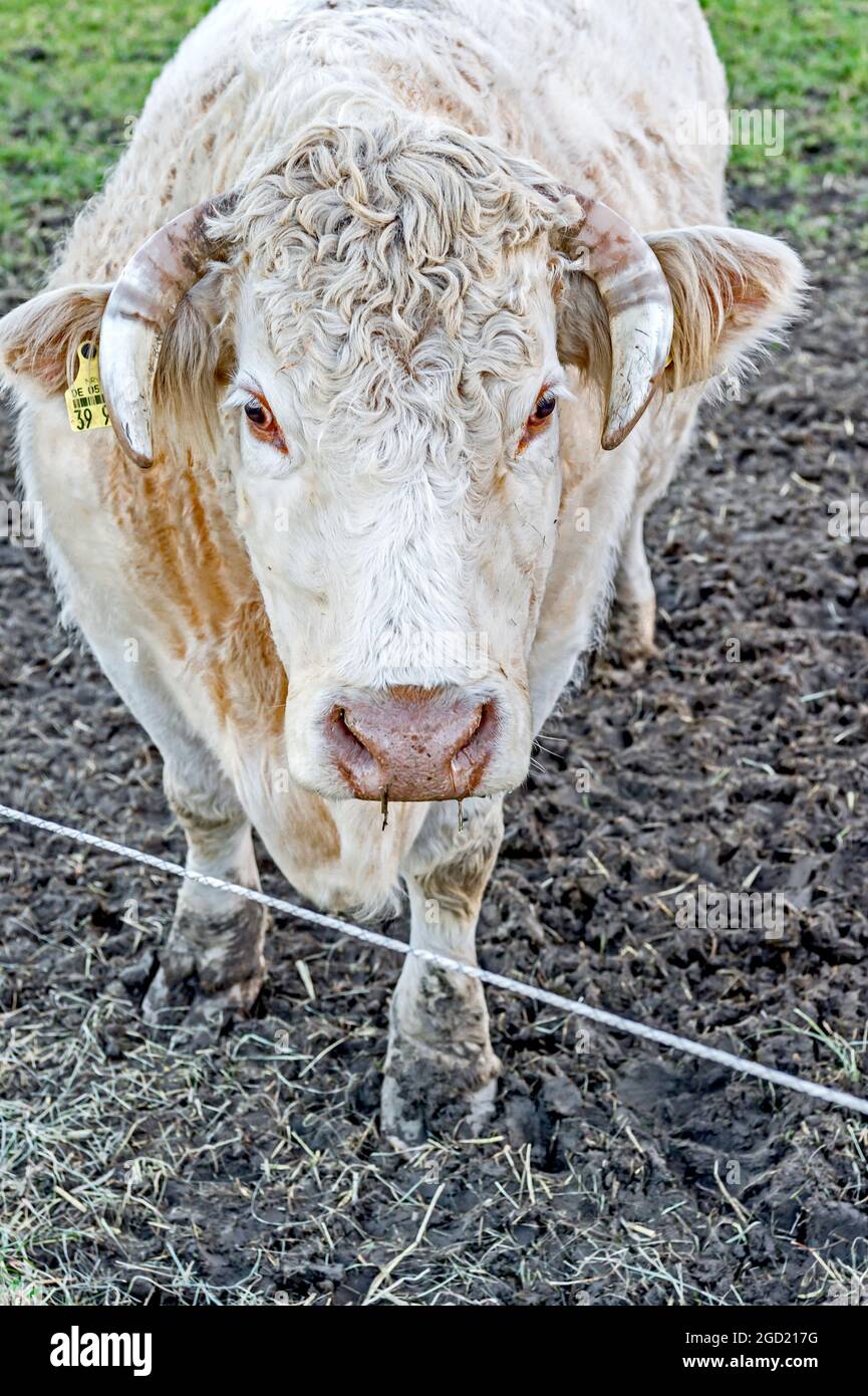Kopf der kuh hi-res stock photography and images - Alamy