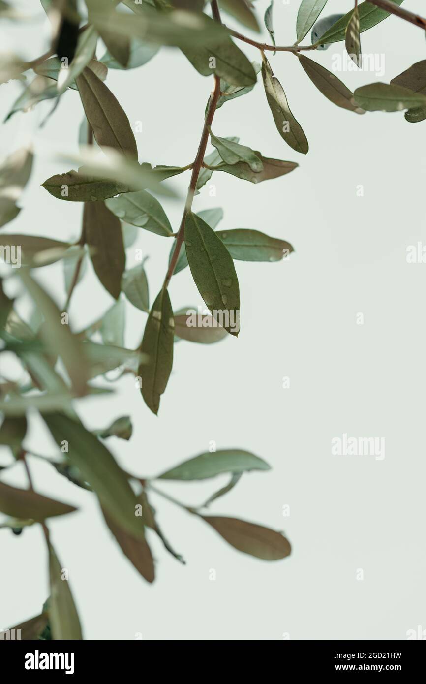 Close up shot of green olive fruits on an olive tree branch Stock Photo ...