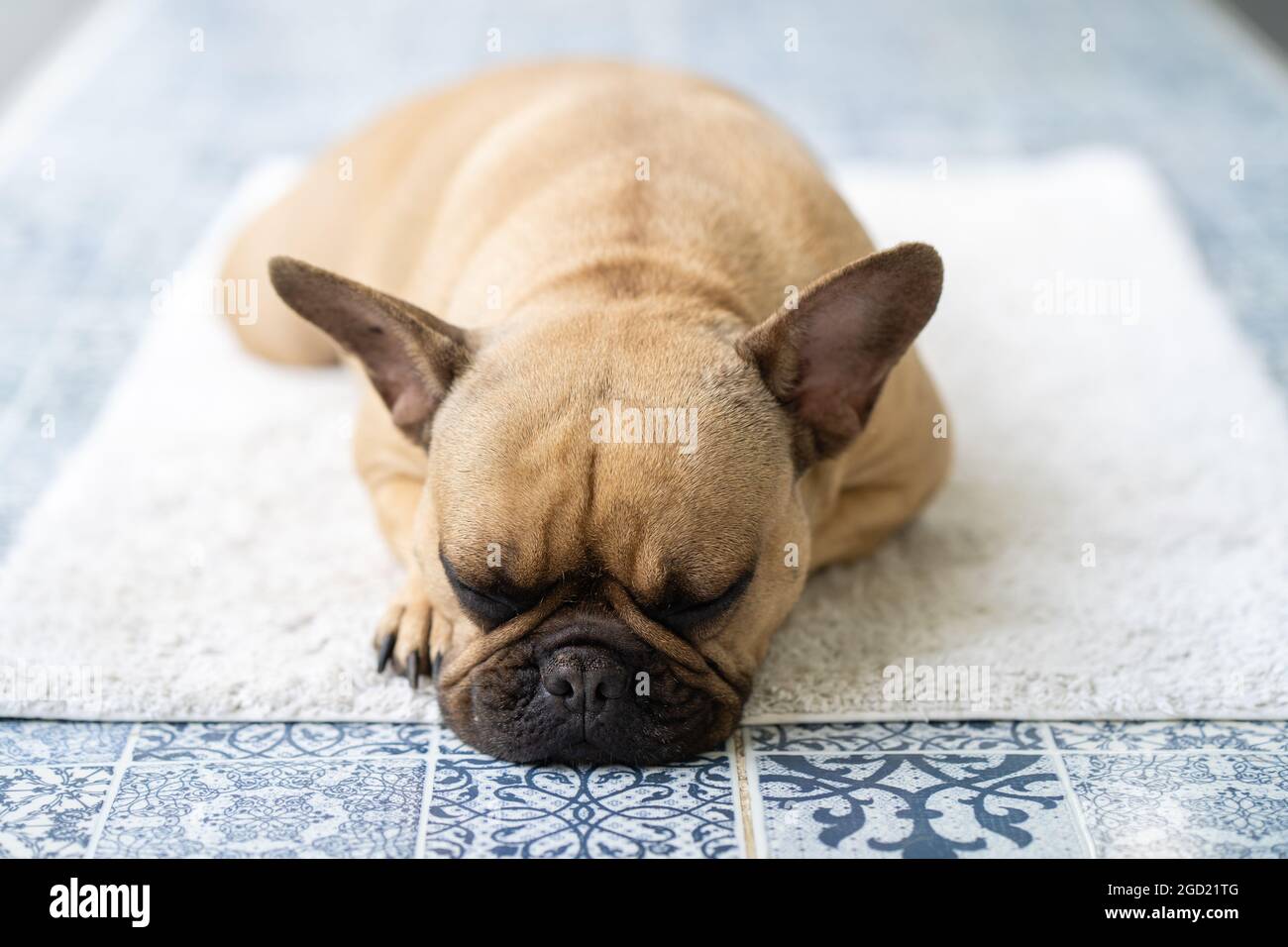 How Much Does A French Bulldog Sleep