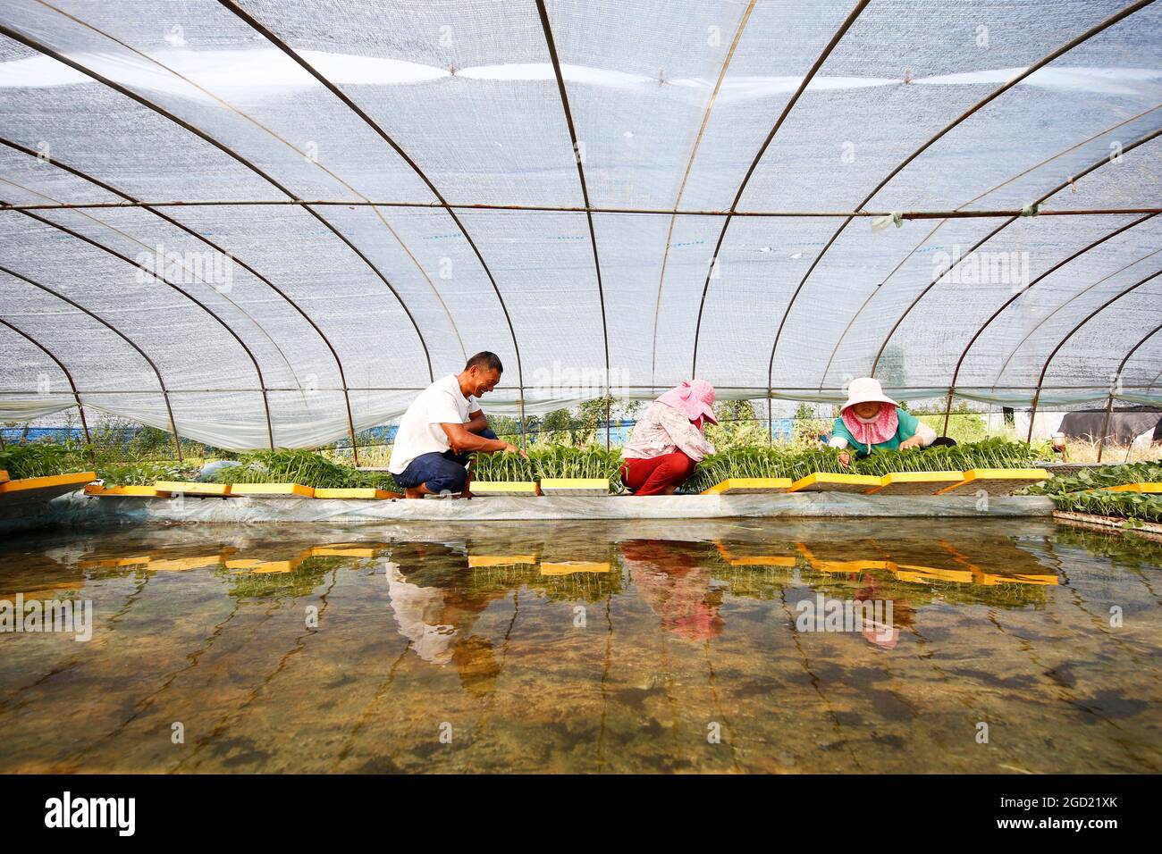Farmers grow vegetables at a greenhouse growing base in Sihong city ...