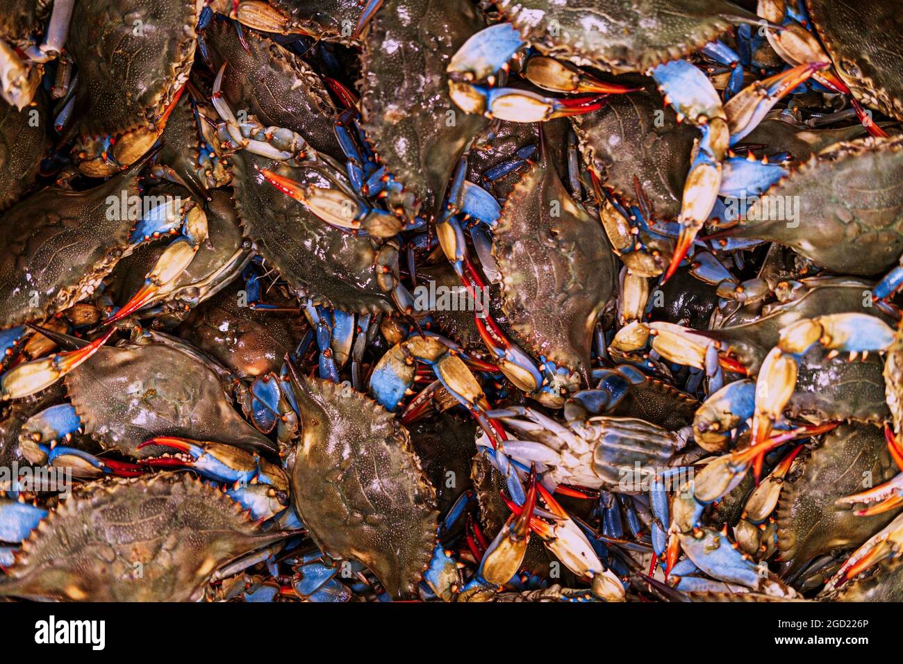 Live Chesapeake bay blue shell crabs at local seafood market Stock ...