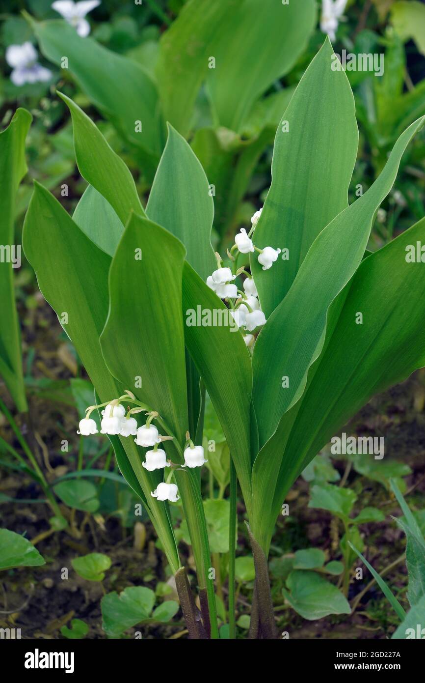 Lily of the valley (Convallaria majalis). Called May bells, Our Lady's ...