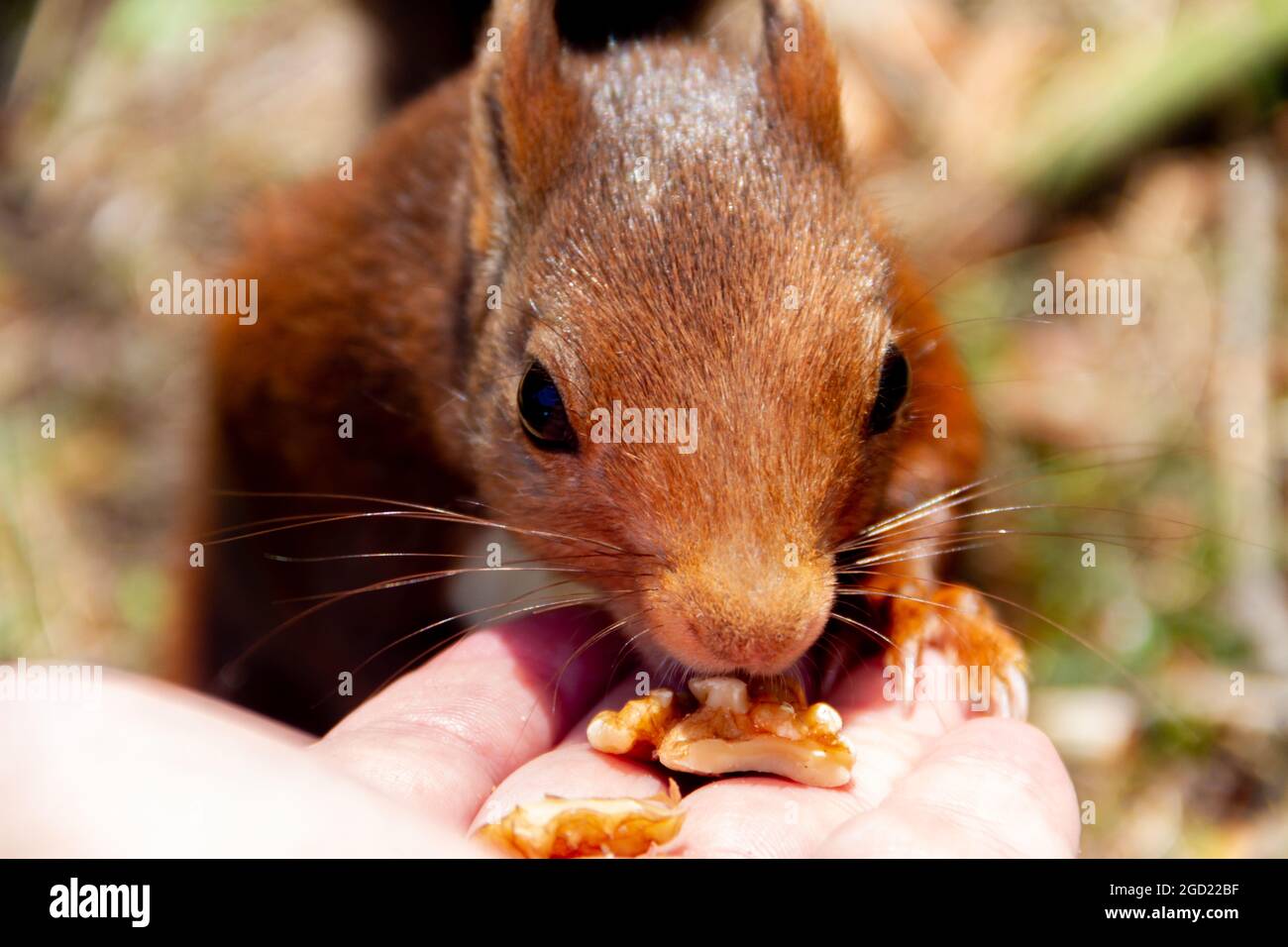 Eats nuts hi-res stock photography and images - Alamy