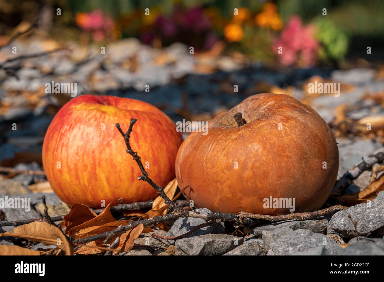 Fallen fruits hi-res stock photography and images - Alamy