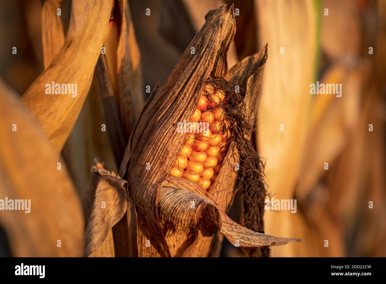 Corn in a dried up field Stock Photo - Alamy