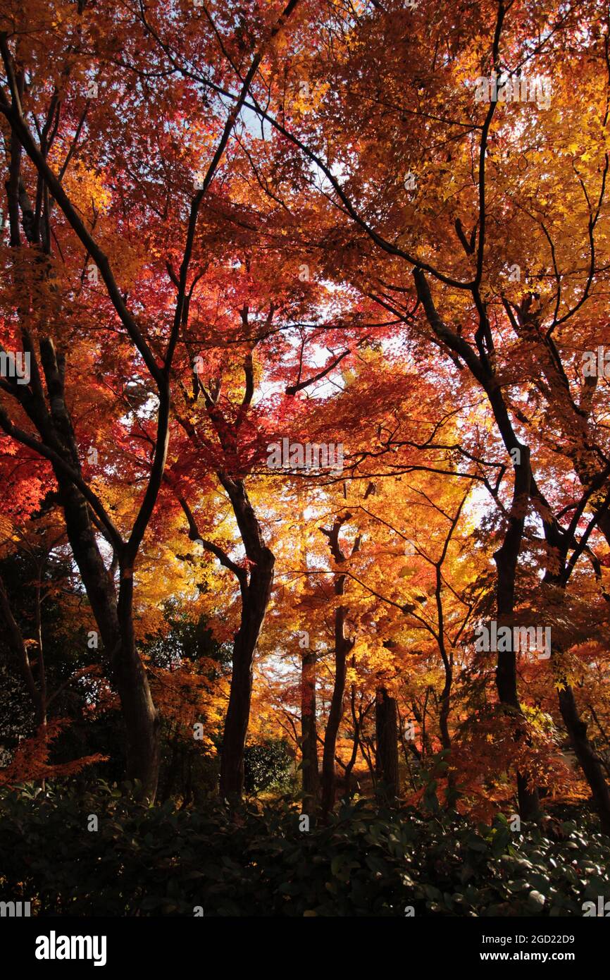 Red Maple tree of Autumn in Osaka Japan, photo taken in 2017 Stock ...