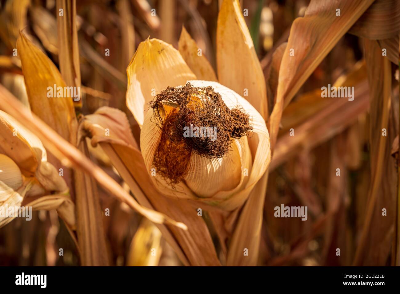 Corn in a dried up field Stock Photo - Alamy