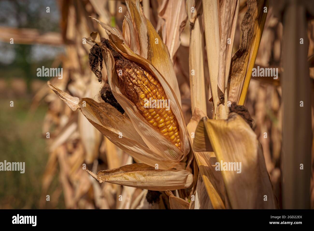 Dried out crop hi-res stock photography and images - Alamy