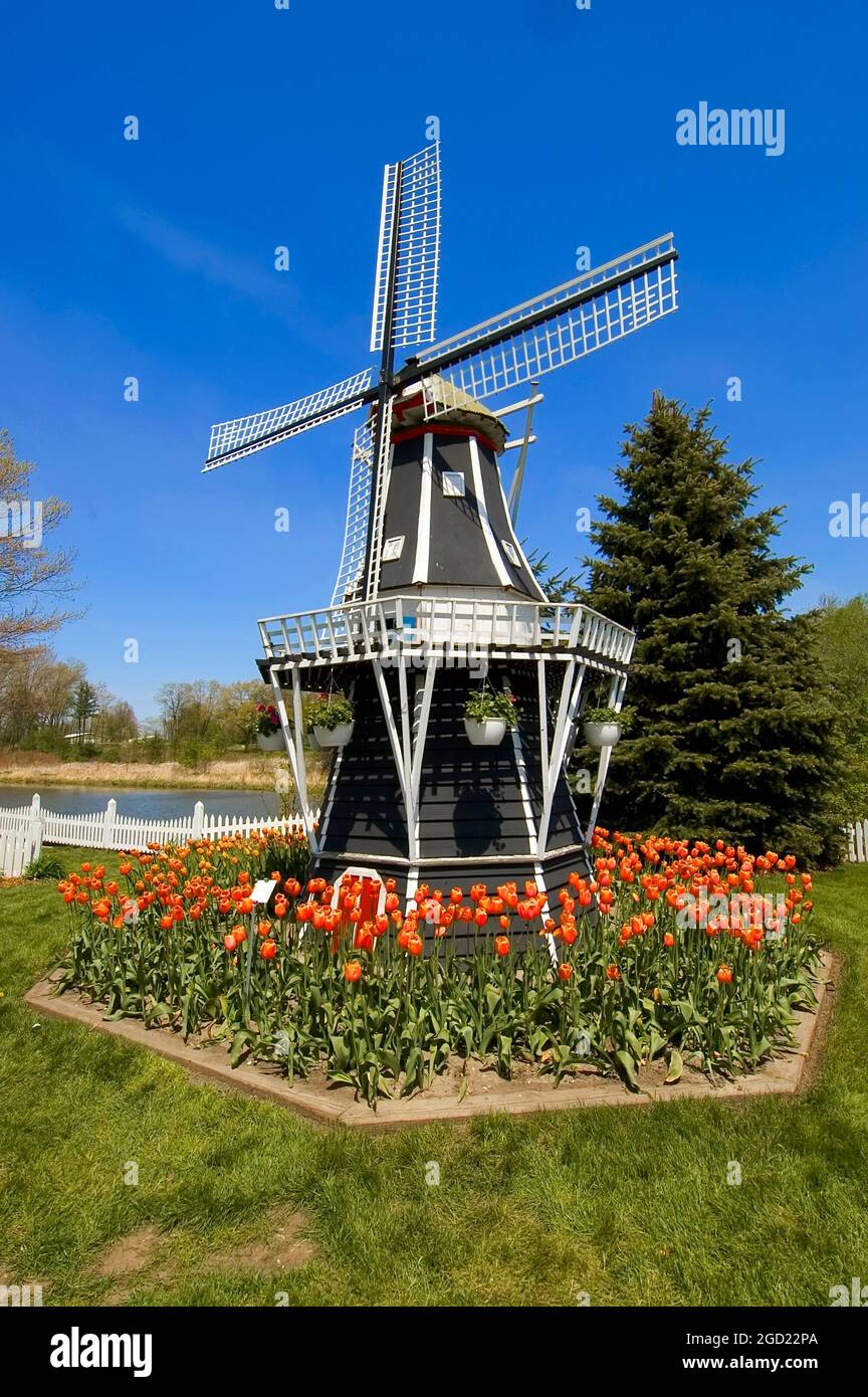 Holland Michigan Tulip Festival - Windmill and Tulip Flowers on ...