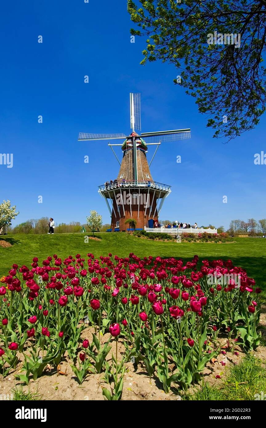 Tulip time festival holland hi-res stock photography and images - Alamy