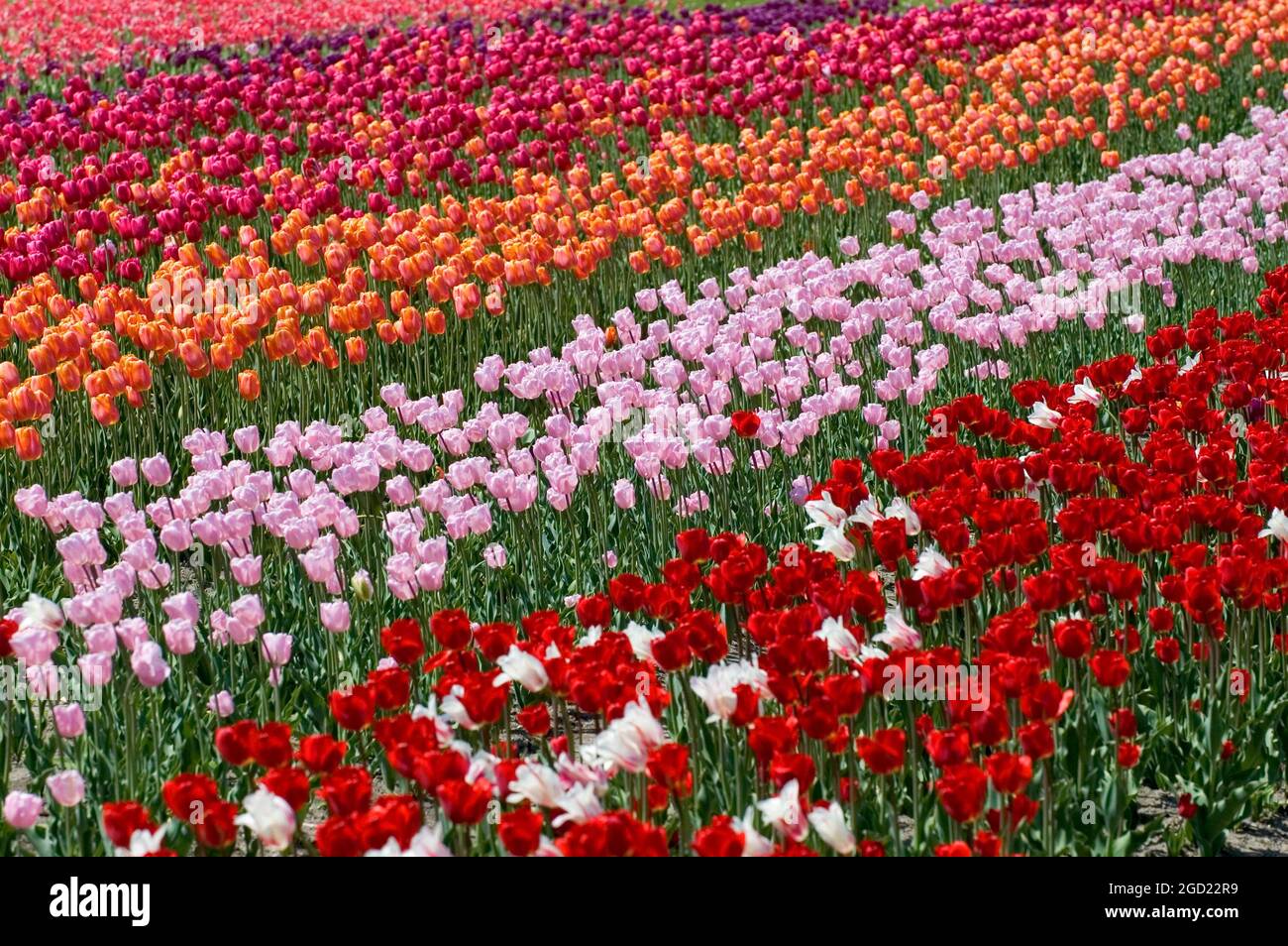 Holland Michigan Tulip Festival - Tulip Flower Gardens Stock Photo - Alamy