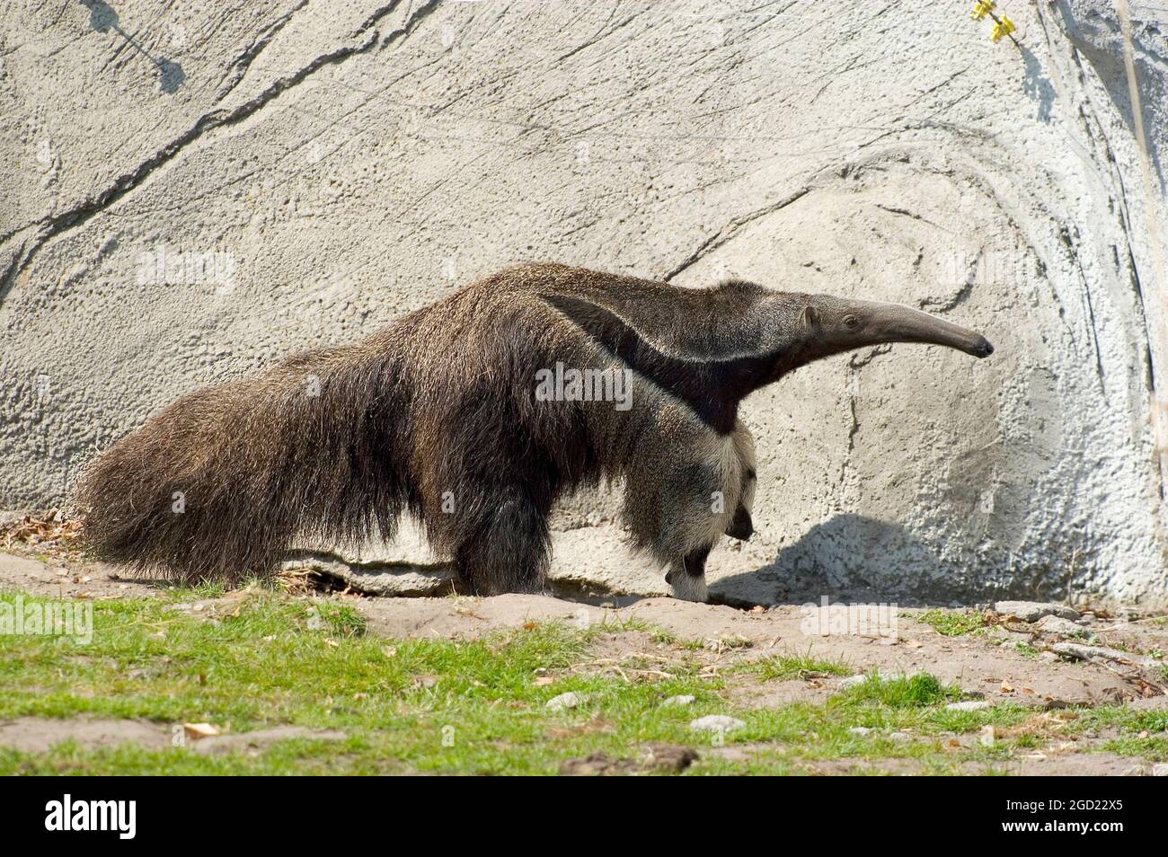 Giant Ant Eater on display at the Detroit, Michigan Zoo Stock Photo - Alamy