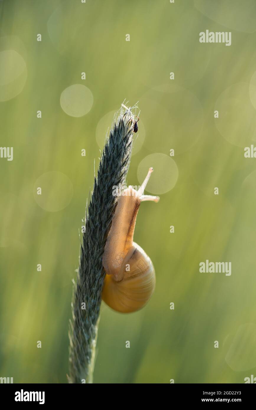 Ear snail hi-res stock photography and images - Alamy