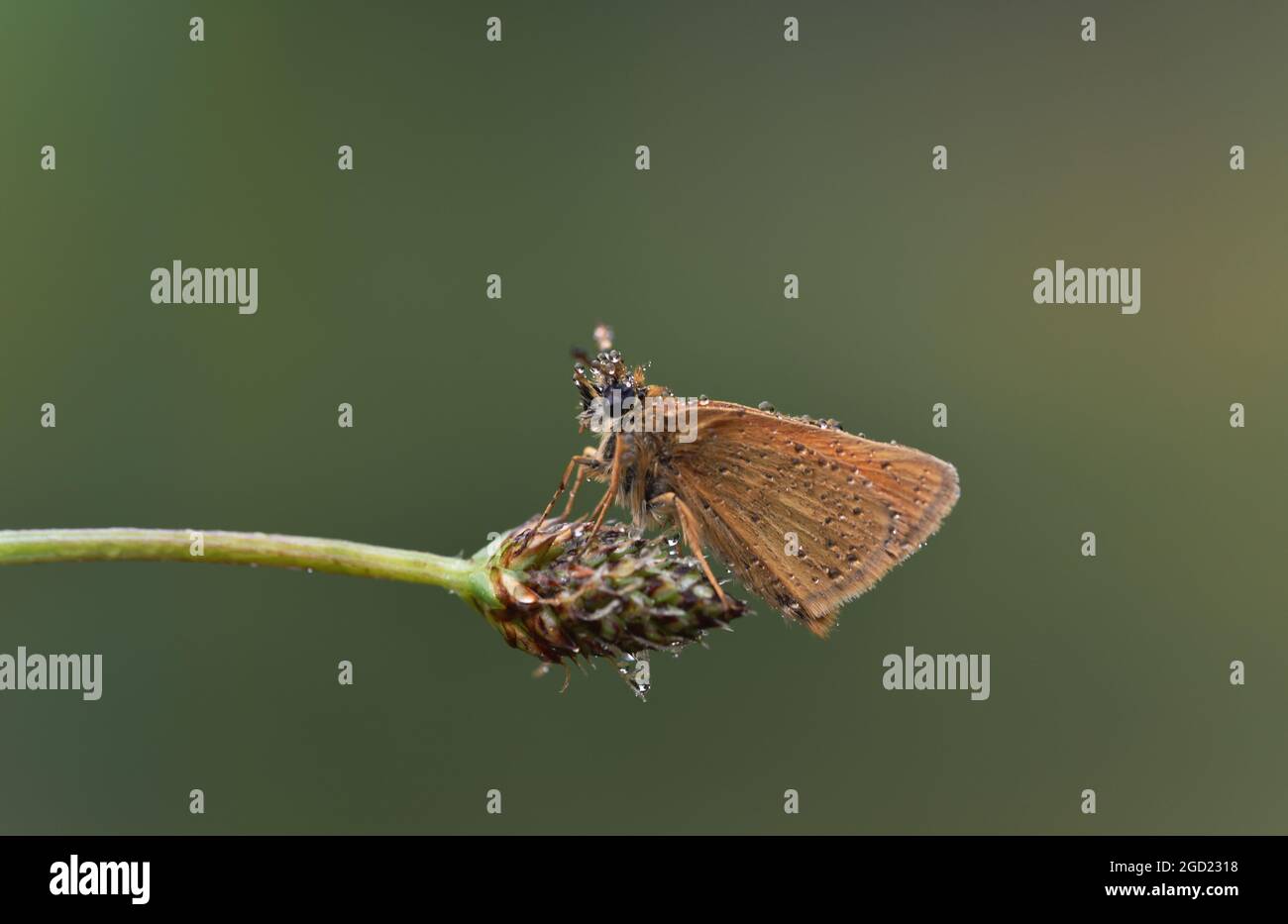 Gegenes nostrodamus hi-res stock photography and images - Alamy