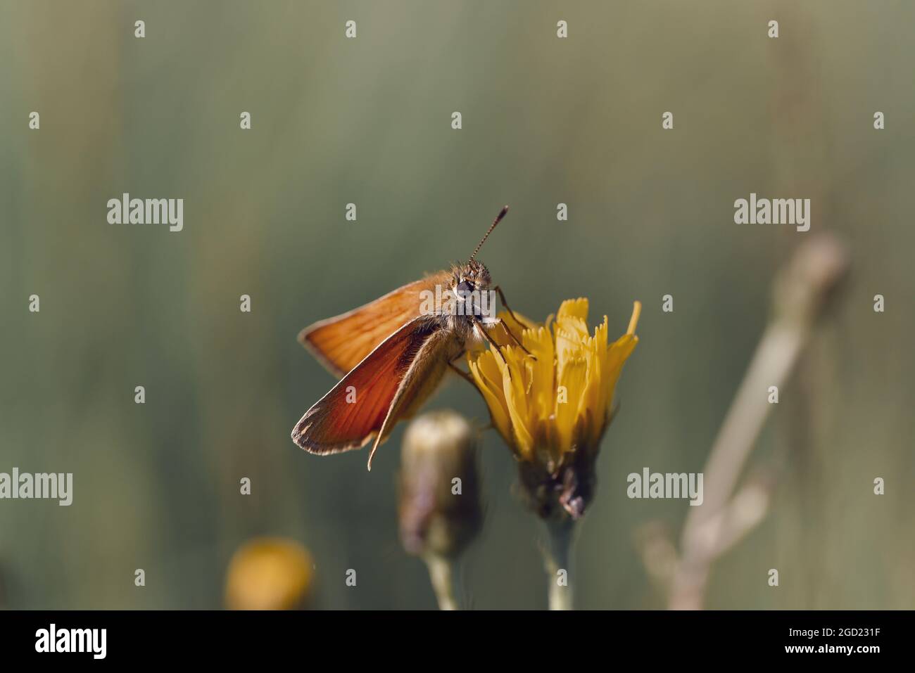 Light pygmy skipper butterfly hi-res stock photography and images - Alamy