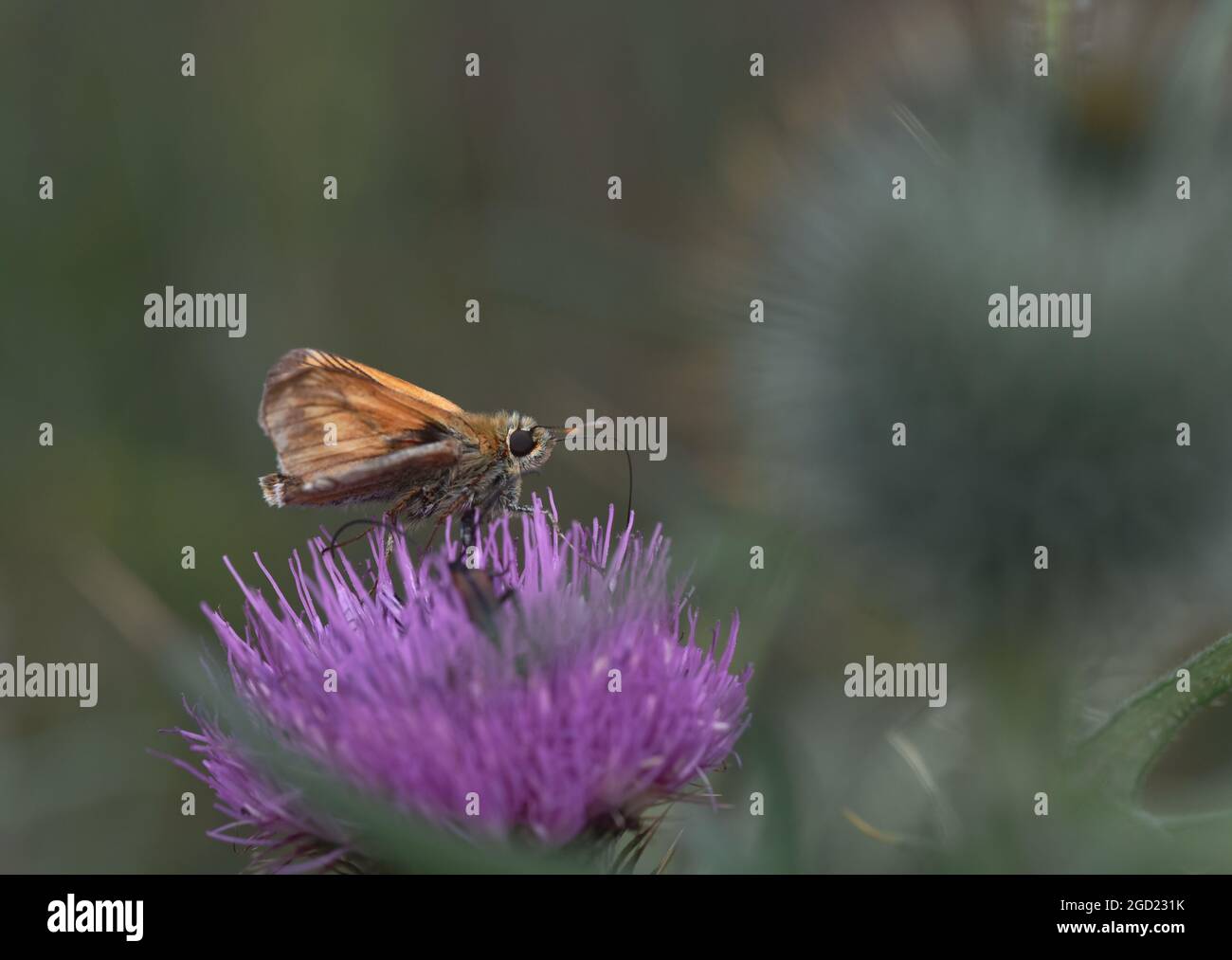 Light pygmy skipper butterfly hi-res stock photography and images - Alamy