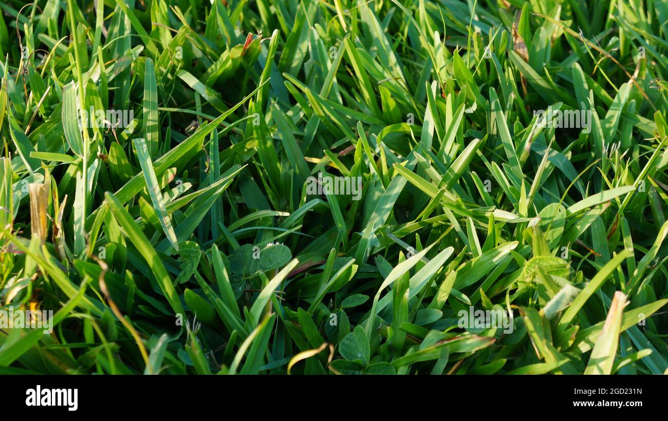 Lawn patterns hi-res stock photography and images - Alamy