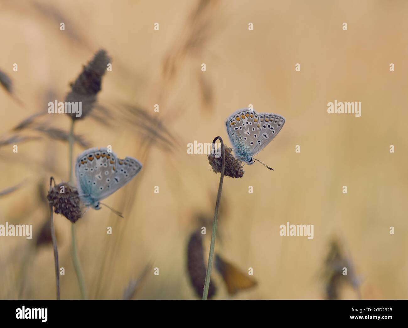 Adonis blue butterflies on flowers Stock Photo - Alamy