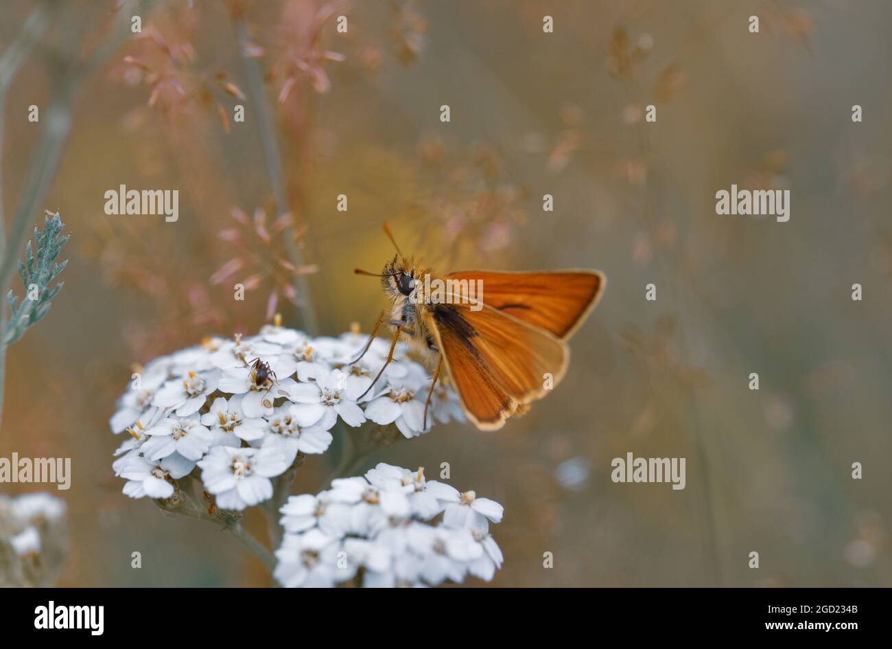 Gegenes Nostrodamus High Resolution Stock Photography and Images - Alamy