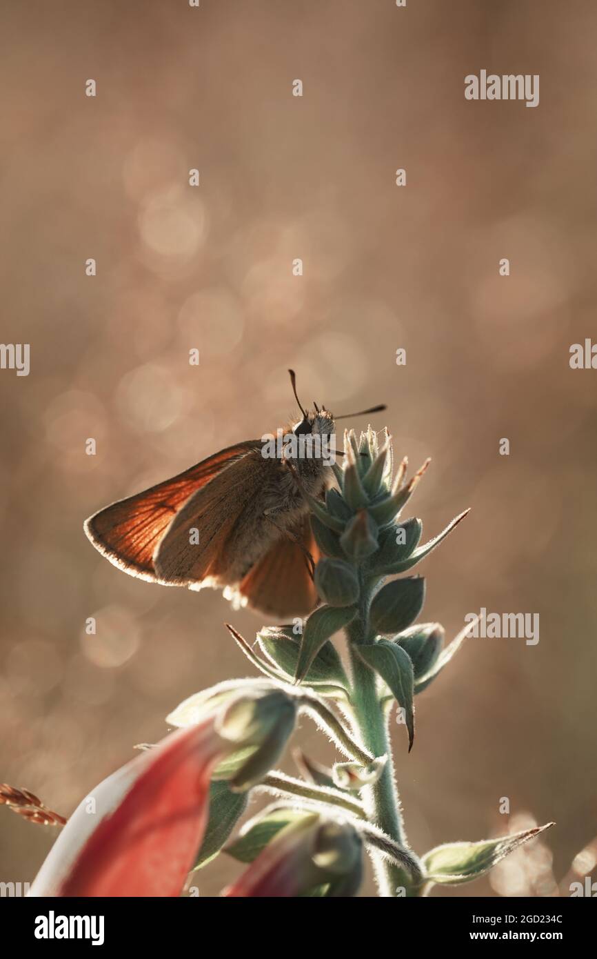 Light pygmy skipper butterfly hi-res stock photography and images - Alamy