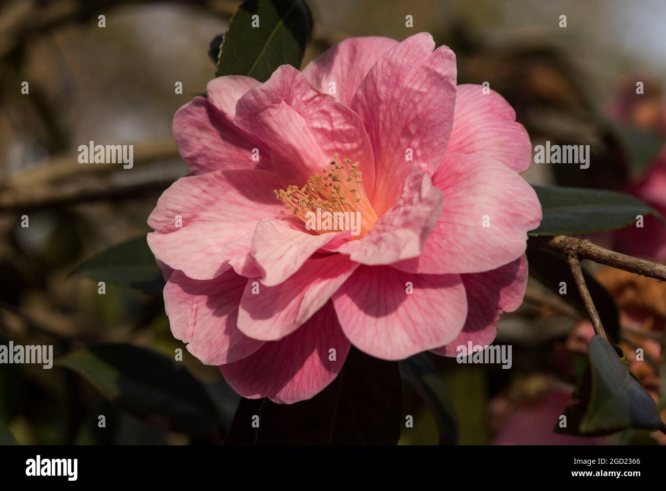 Close up of a pink Camellia. Camelia Japonica. Winter rose. State flower of Alabama Stock Photo ...