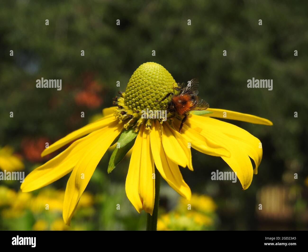 Gele bloem hi-res stock photography and images - Alamy