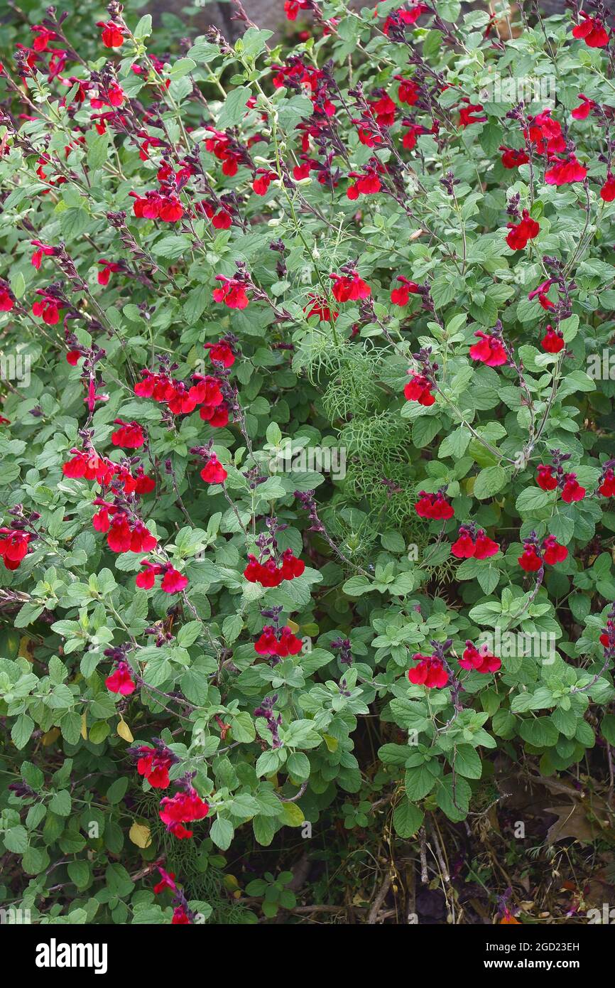 Baby sage (Salvia microphylla). Called Graham's sage and Blackcurrant ...