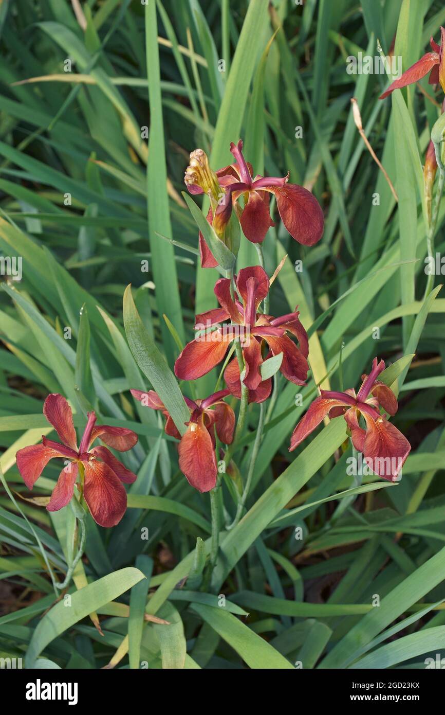 Copper iris (Iris fulva Stock Photo - Alamy
