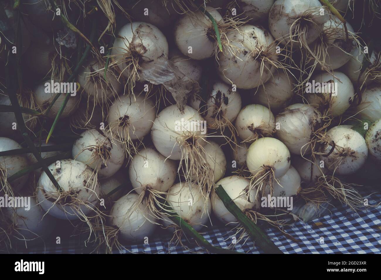Pile of fresh organic onions on display at local farmers market Stock ...