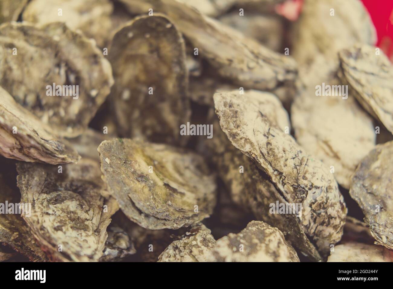Raw uncooked oysters sale hi-res stock photography and images - Alamy