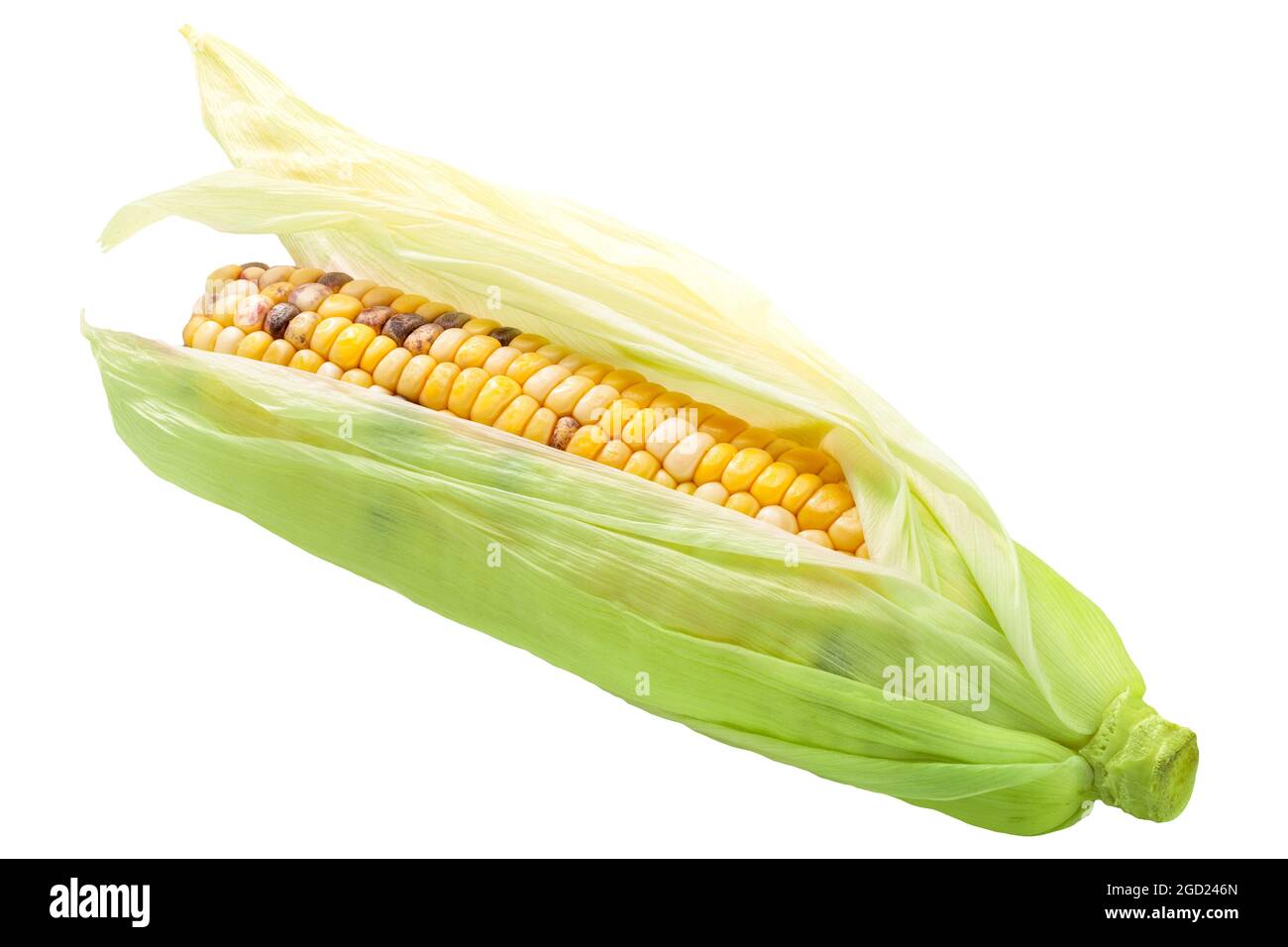 Heirloom variegated multicolor maize corn cob (Zea mays ear), half ...