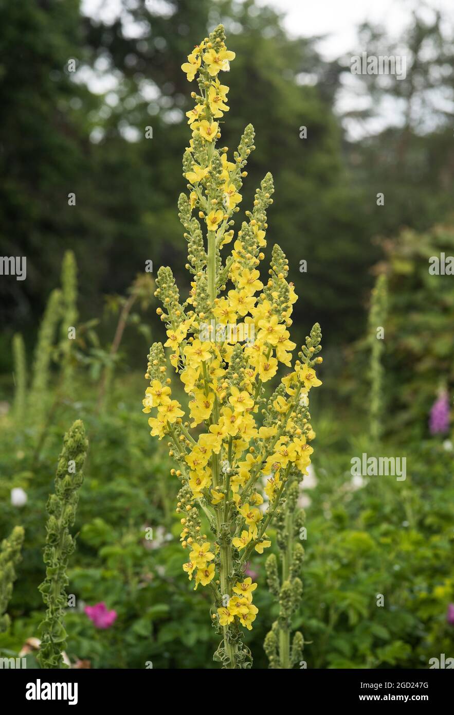 Bright yellow Common mullein - Verbascum thapsus. Used in herbal ...