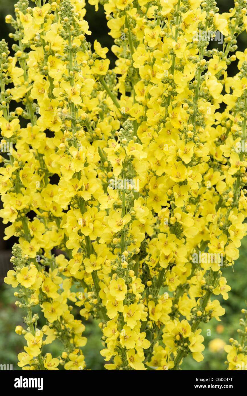 Bright yellow Common mullein - Verbascum thapsus. Used in herbal ...