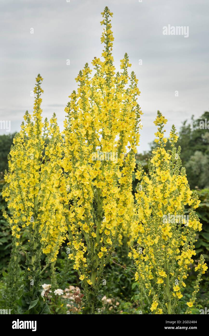 Bright yellow Common mullein - Verbascum thapsus. Used in herbal ...