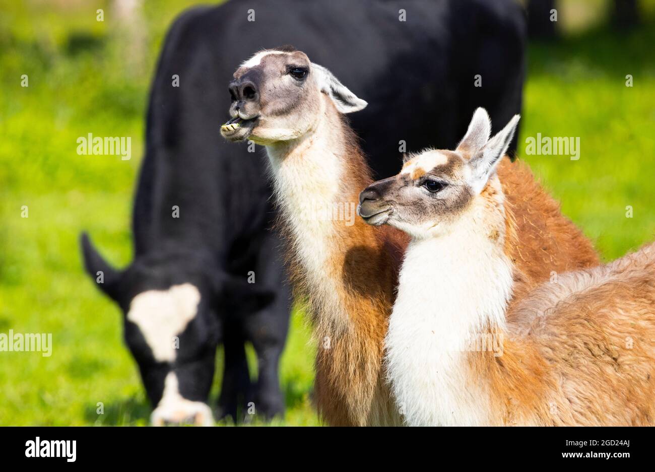 Two animals talking hi-res stock photography and images - Alamy