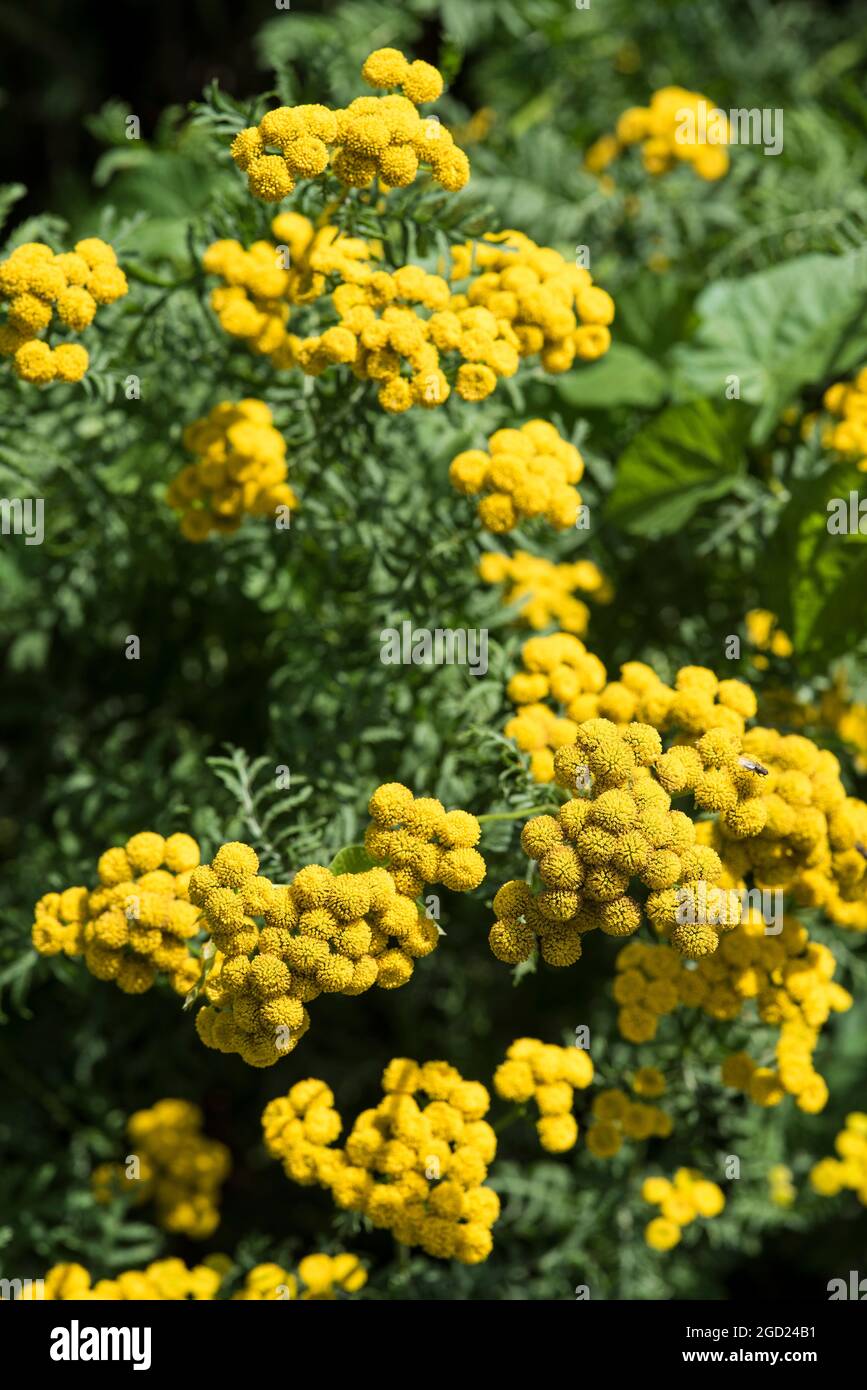 Tansy flower - Tanacetum vulgare is a medicinal herb with clusters of ...