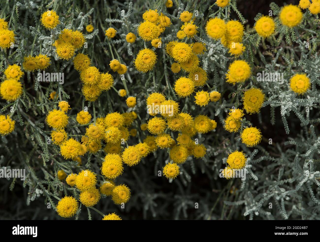 Santolina chamaecyparissus border hi-res stock photography and images ...