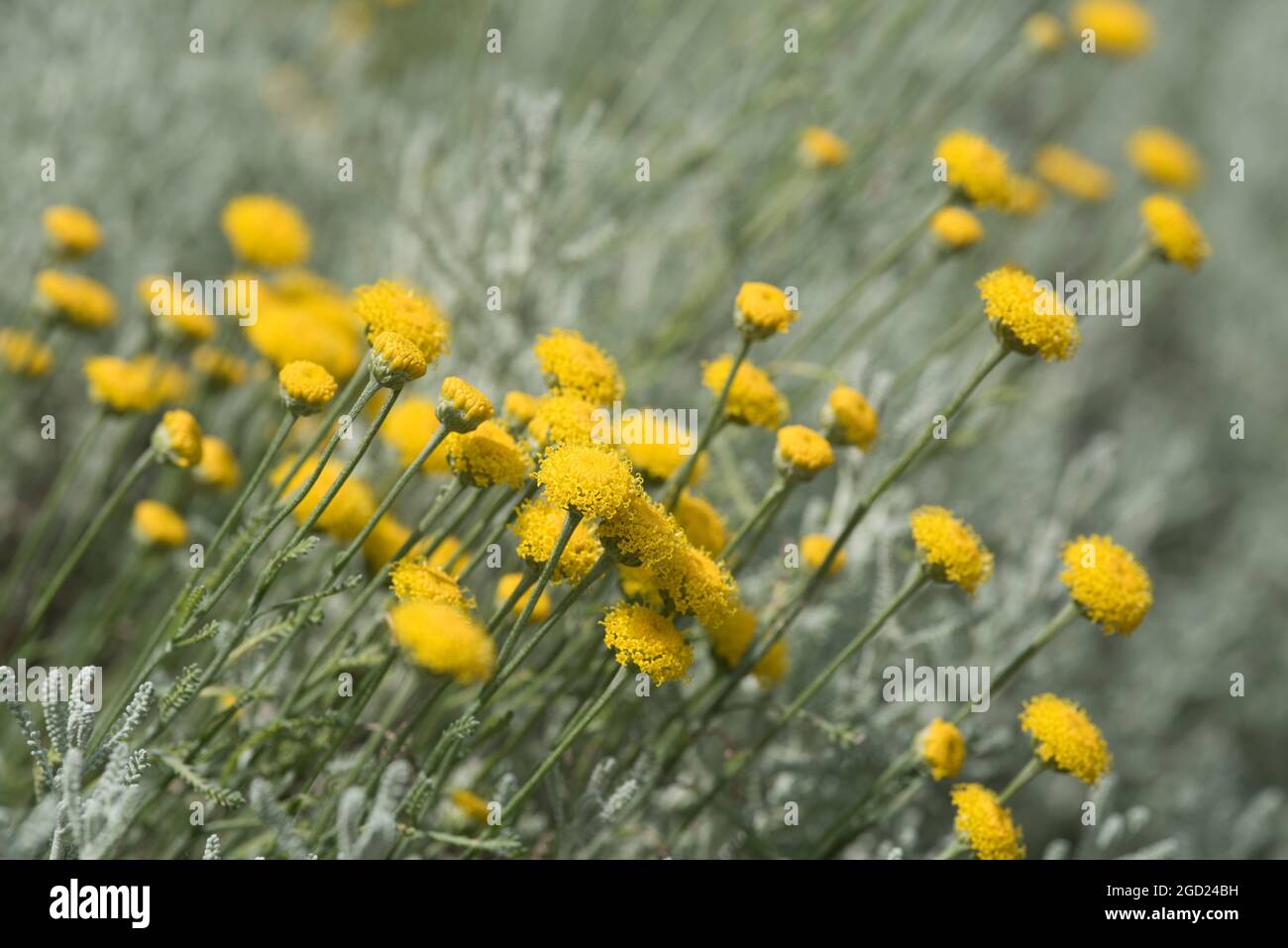 Santolina chamaecyparissus Grey Lavender-Cotton AKA ground cypress ...