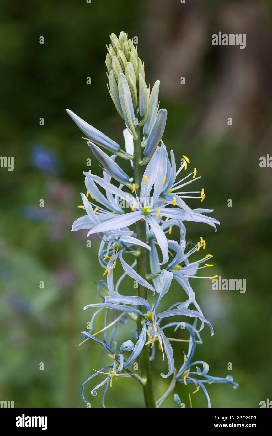 Camassia Leichtlinii 'Blue Heaven' or great camas. Herbaceous perennial ...