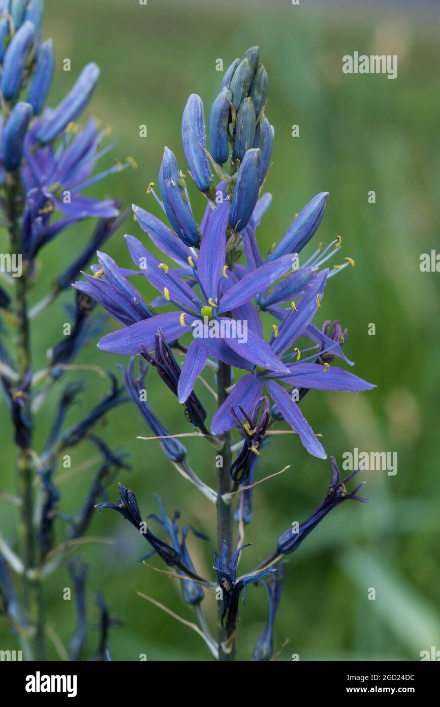 Camassia leichtlinii caerulea or great camas. Herbaceous perennial ...