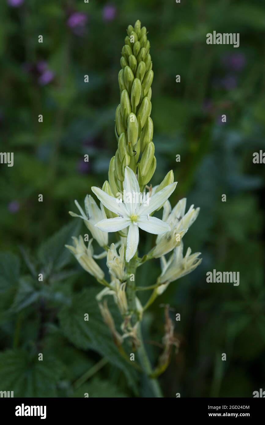 White Camassia leichtlinii alba or great camas. Herbaceous perennial ...