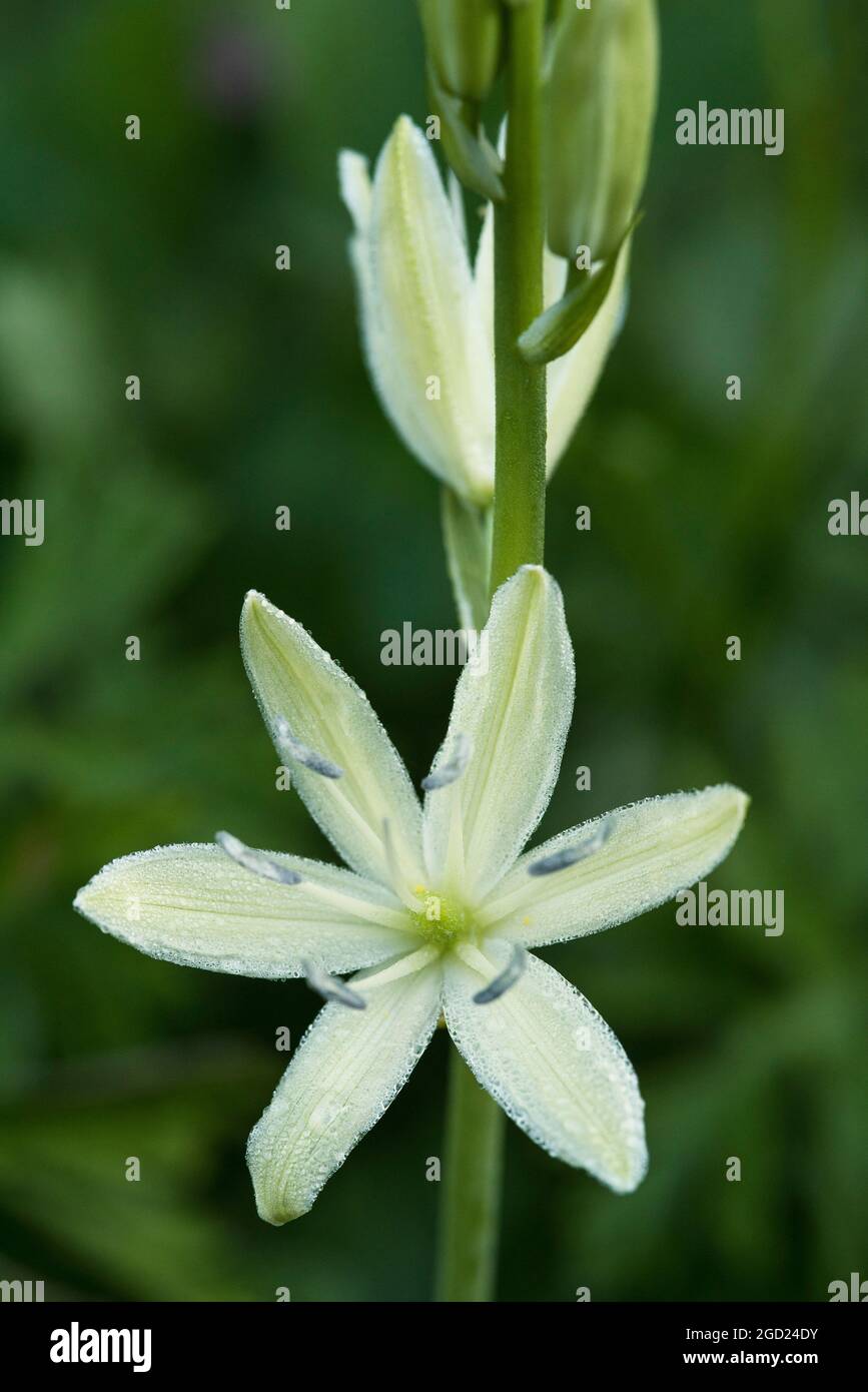 White Camassia leichtlinii alba or great camas. Herbaceous perennial ...