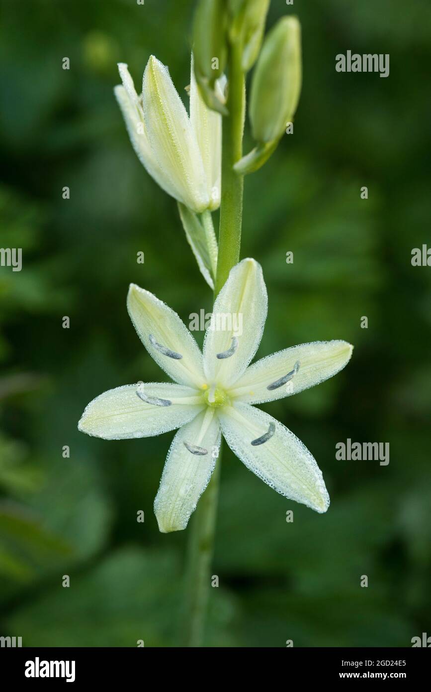 White Camassia leichtlinii alba or great camas. Herbaceous perennial ...