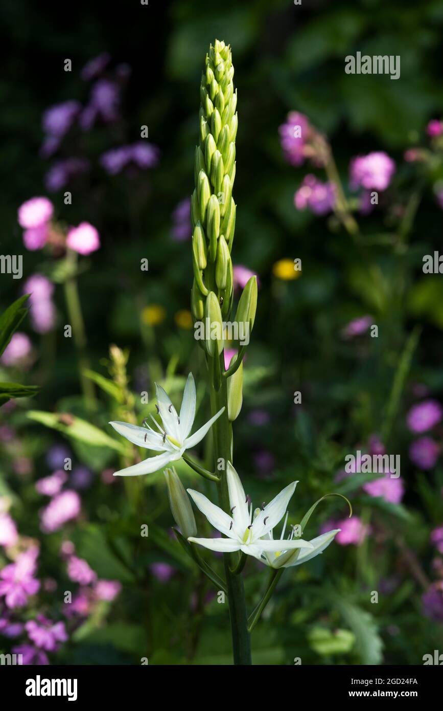 White Camassia leichtlinii alba or great camas. Herbaceous perennial ...