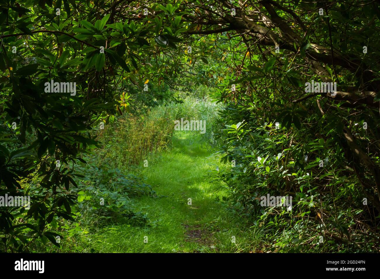 An English Woodland in Summertime Stock Photo - Alamy